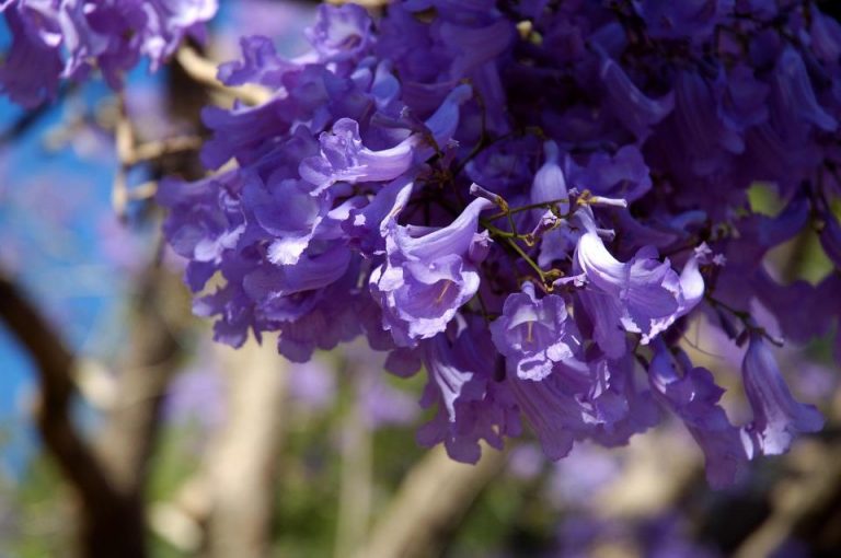 Jacaranda: Australia's Prettiest Blooms and Where to Catch Them