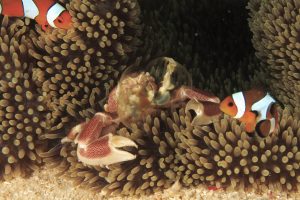 Cubadak Island: A Secret Paradise on Earth in West Sumatra