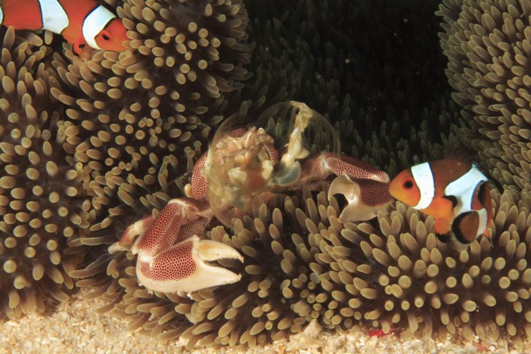 Cubadak Island: A Secret Paradise on Earth in West Sumatra