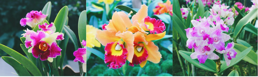 COLLAGE1-2 - TripZilla