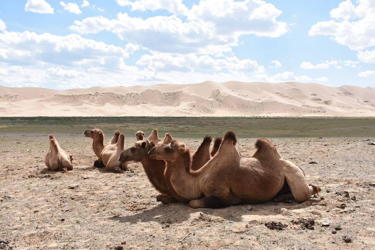 gobi desert - TripZilla