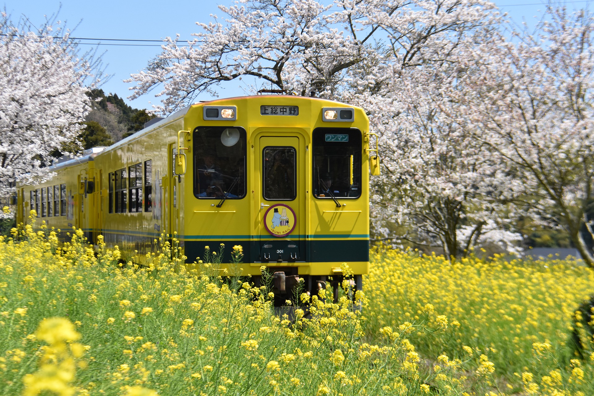 Isumi Railway: Marvel at Chiba Prefecture’s Canola Fields!