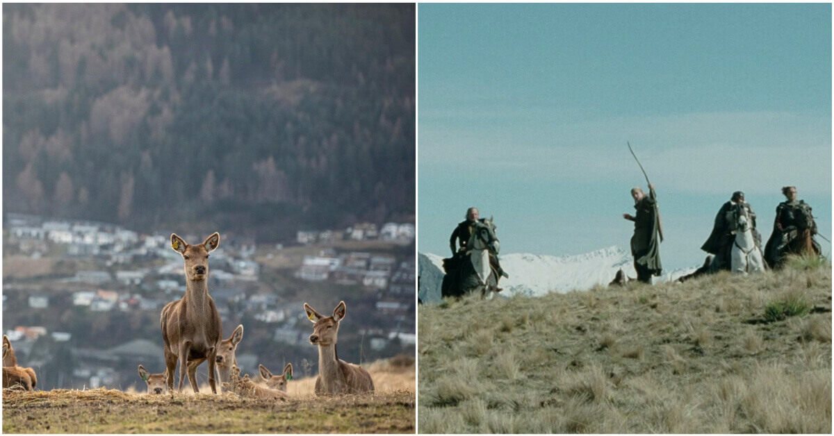 deer-farm-collage(1).jpg - TripZilla