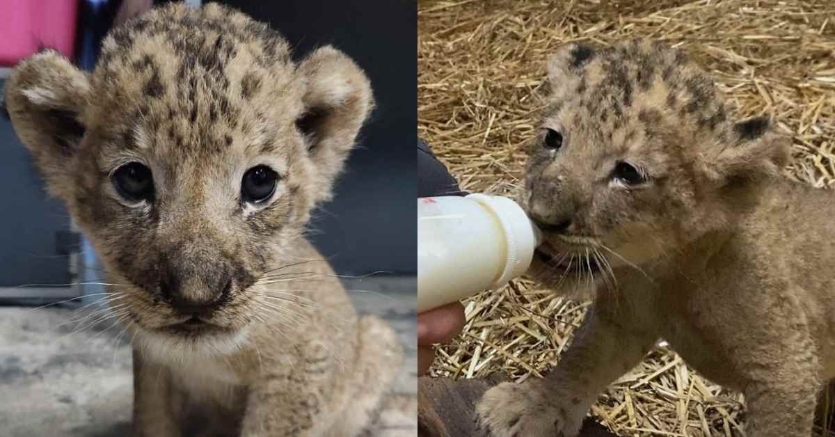 Newborn Lion Cub Warmly Welcomed in Singapore Zoo