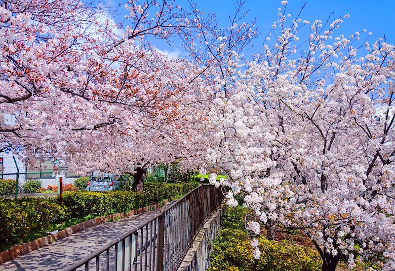 Japan Cherry Blossom Forecast 2021: Sakura Season Is Still On