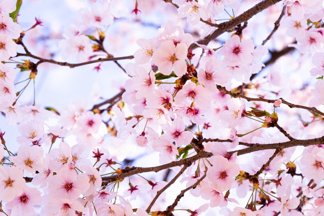 Korea's Cherry Blossoms Forecast In 2021 For Wanderlust Travellers