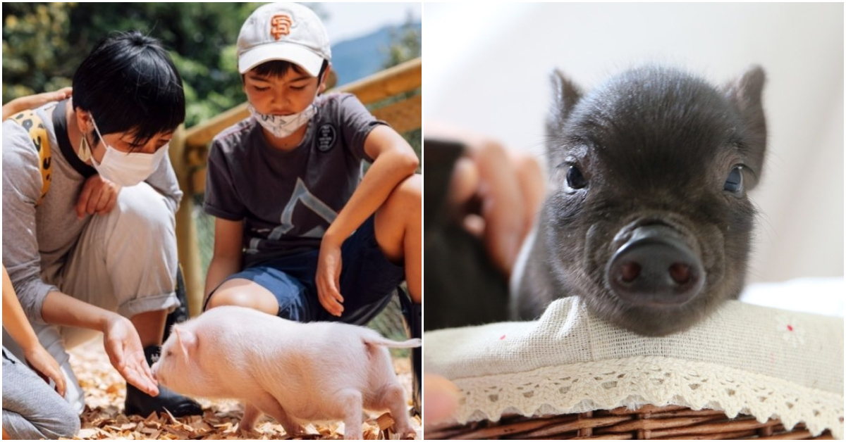 This Tokyo Pig Cafe Allows You to Play With Micro Pigs in a Farm