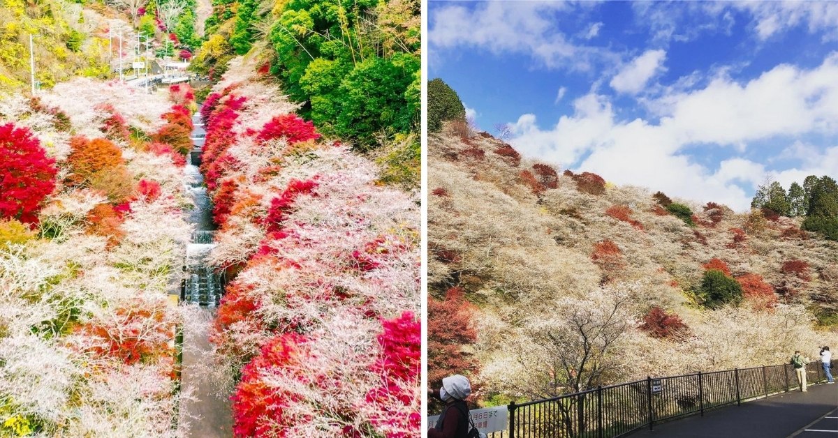 Discover Cherry Blossoms in Autumn in This Japan Destination