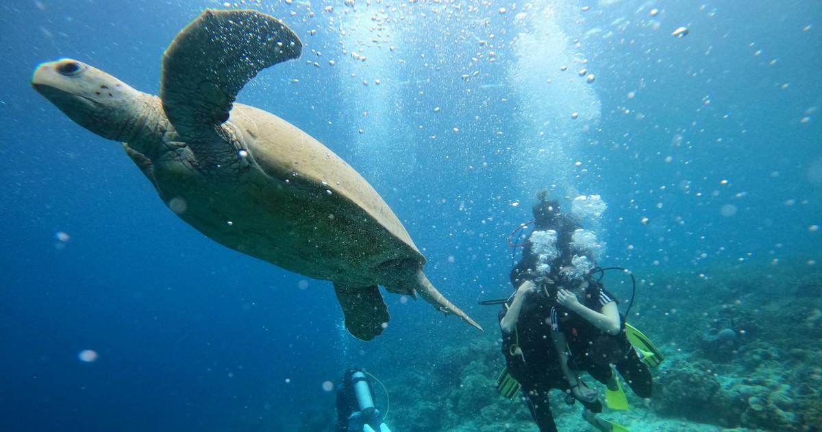 semporna wp img - TripZilla