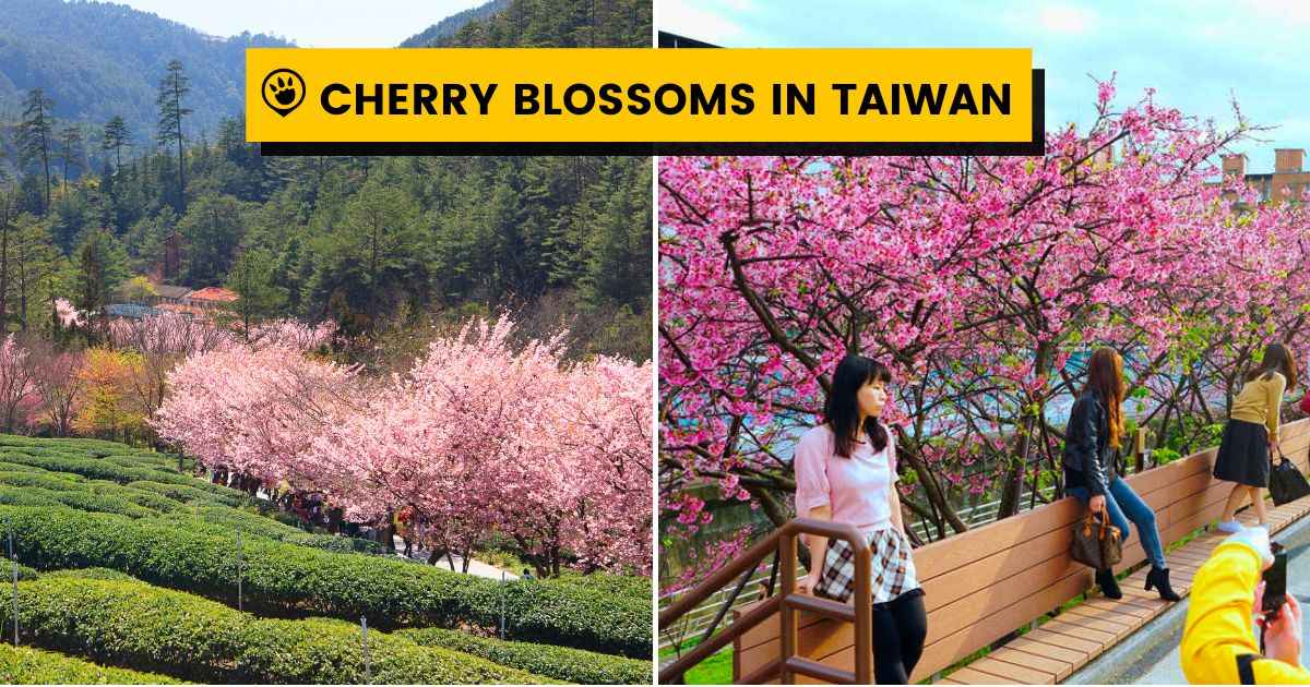 Cherry Blossoms in Taiwan: Everything You Need to Know Before Going