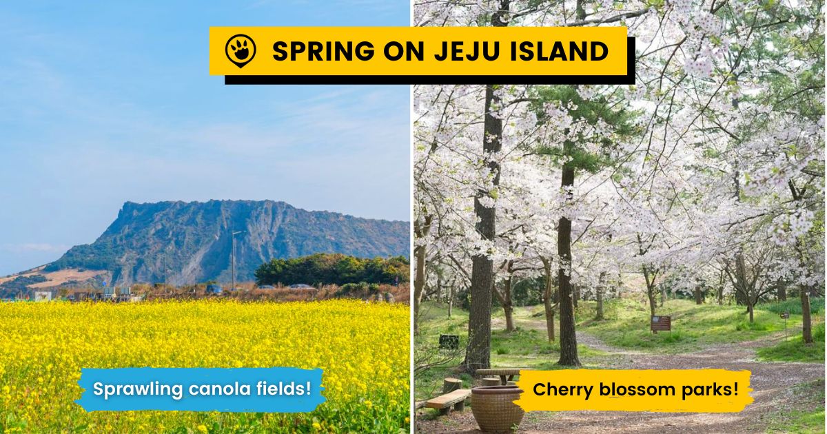 Spring in Jeju: Everything You Need to Know for Your Trip