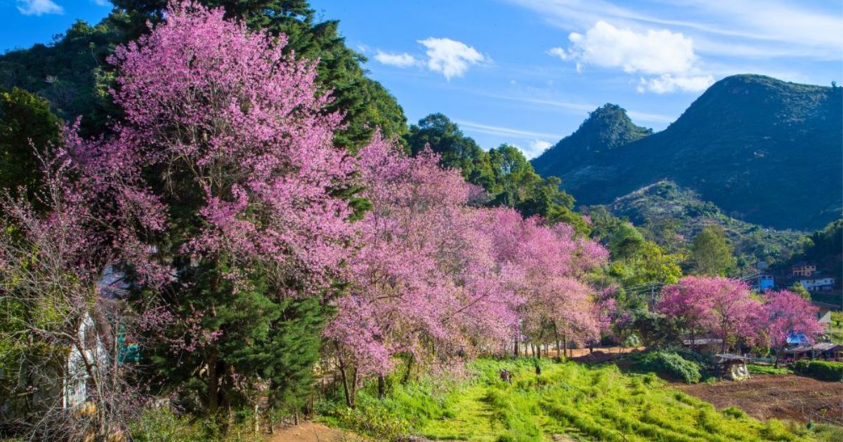 wp img chiang mai attraction - TripZilla