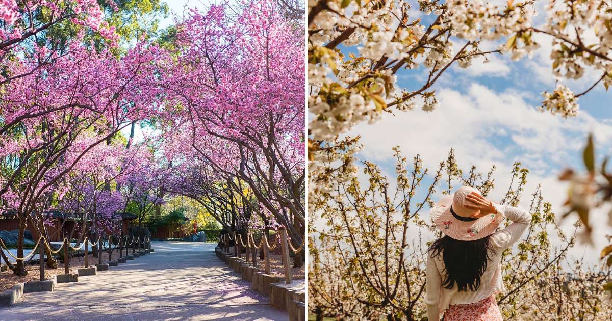 12 Places to See Cherry Blossoms in Australia During Spring