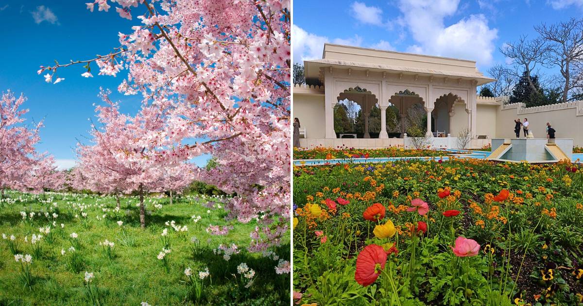 Spring in New Zealand: 12 Best Places to Visit for Spring Flowers