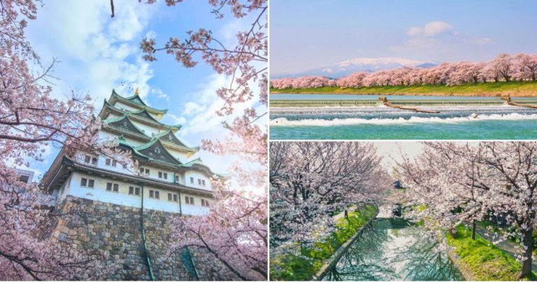 fb img japan cherry blossom 2024 - TripZilla