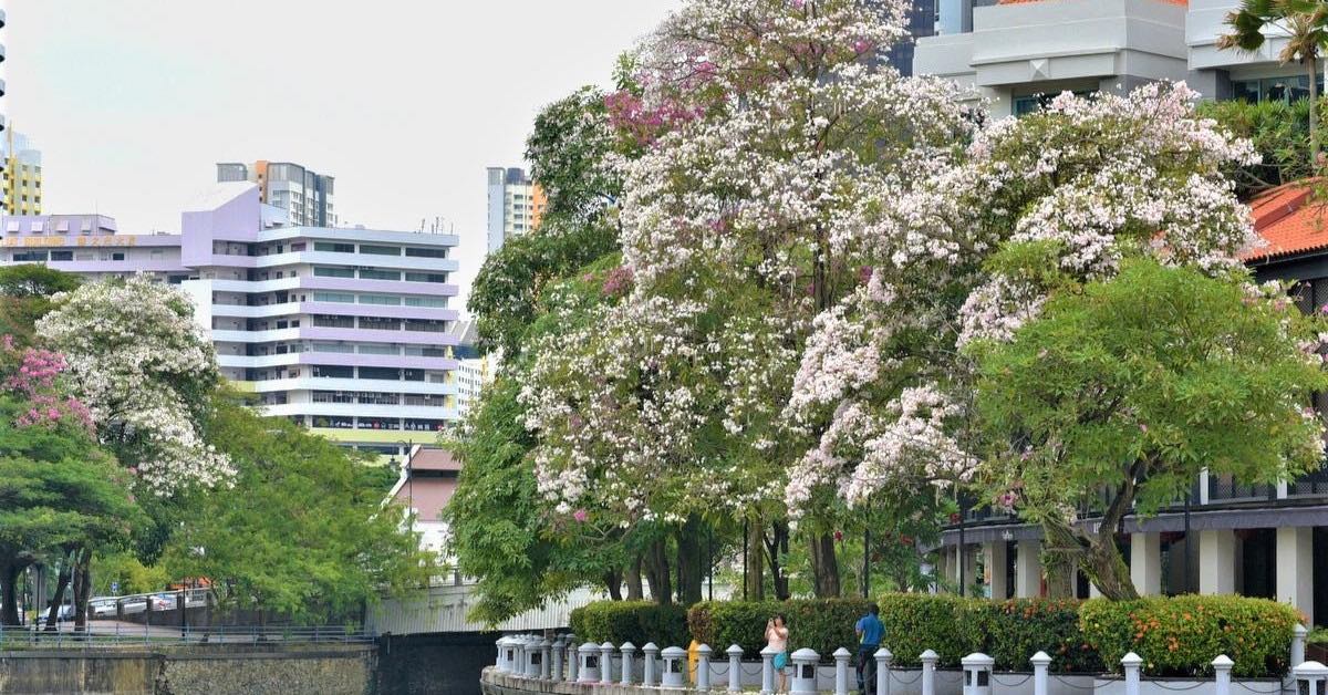 Sakura Season in Singapore: Catch The Pink Trumpet Trees in Bloom