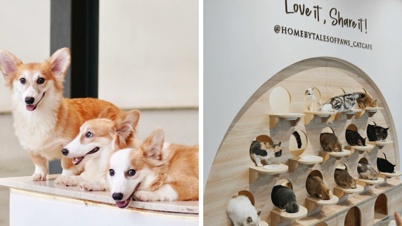 JB Animal Cafe - TripZilla