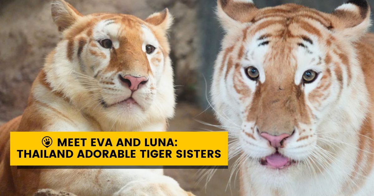 Meet Eva and Luna: Thailand's Golden Tiger Sisters